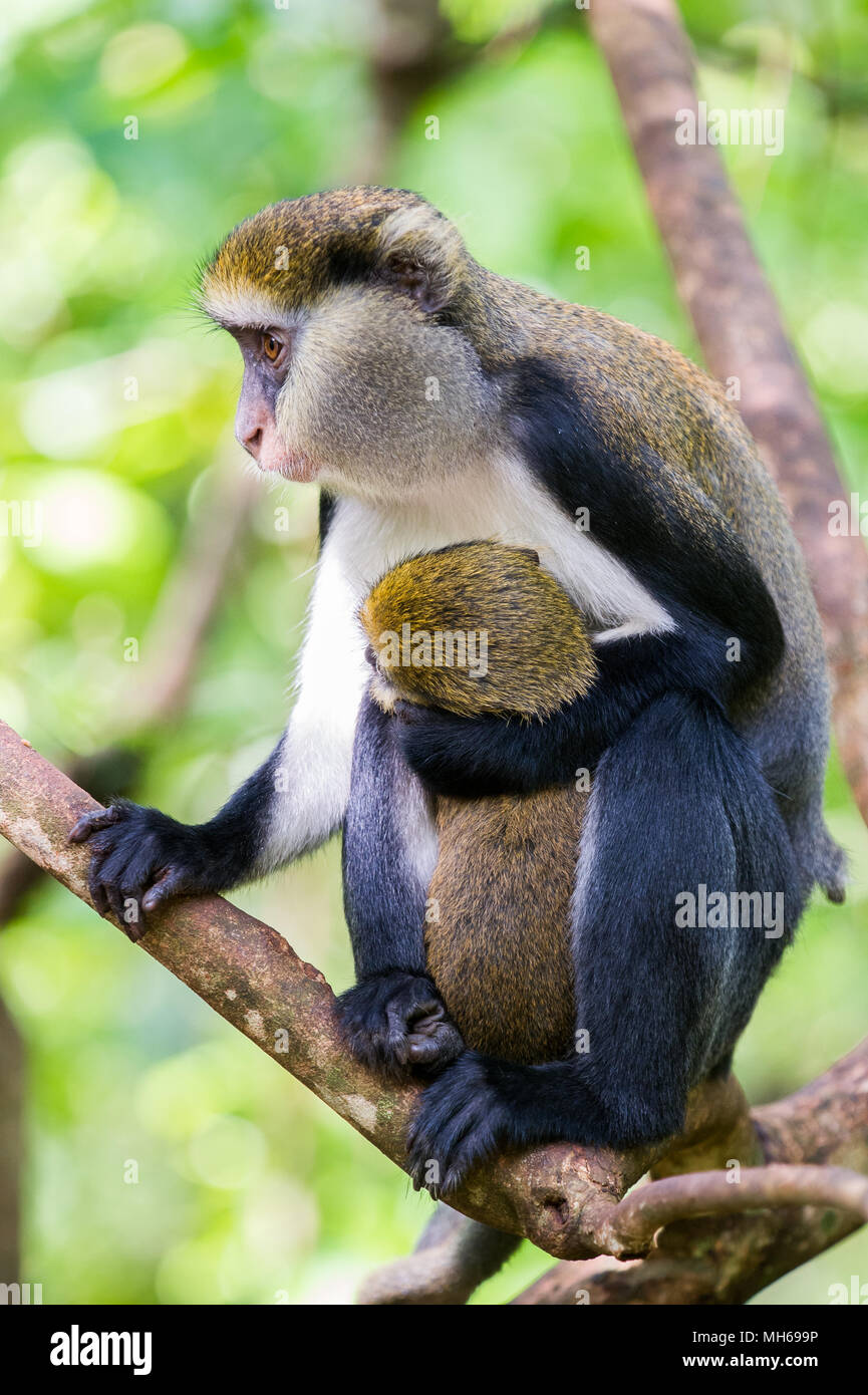 Africa ghana mona monkey primate hi-res stock photography and images ...
