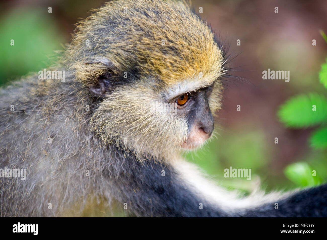 Monkey portrait (Cercopithecus mona) in Ghana Stock Photo - Alamy