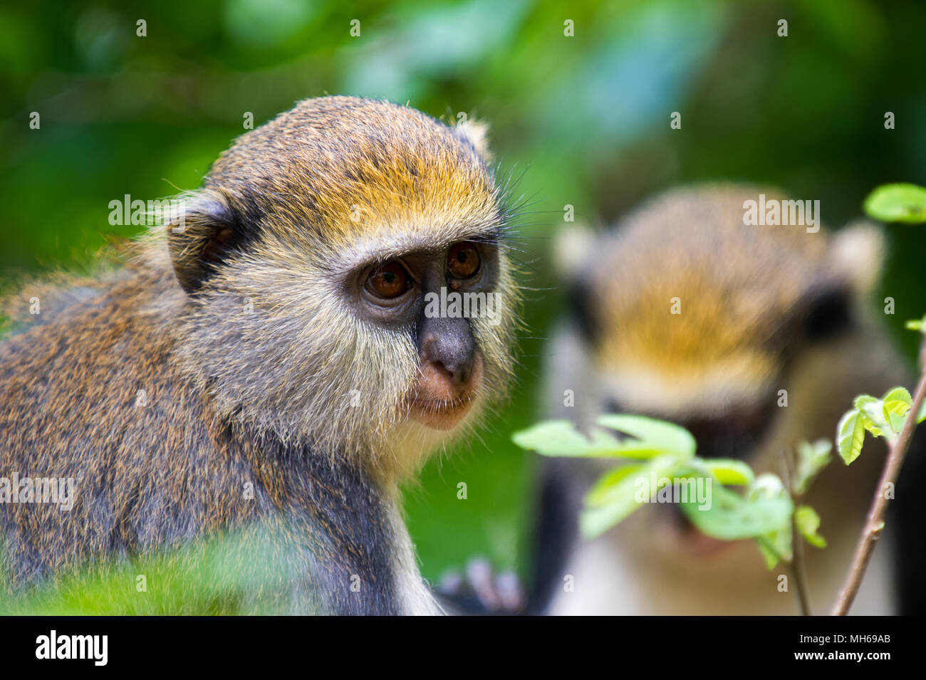 Monkey portrait (Cercopithecus mona) in Ghana Stock Photo - Alamy