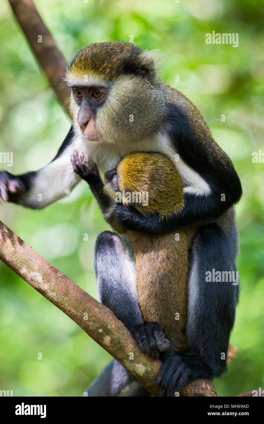 Africa ghana mona monkey primate hi-res stock photography and images ...