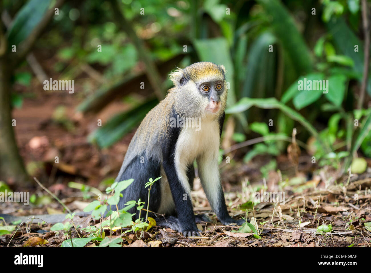 Monkey (Cercopithecus mona) in a rain forest in Ghana Stock Photo - Alamy