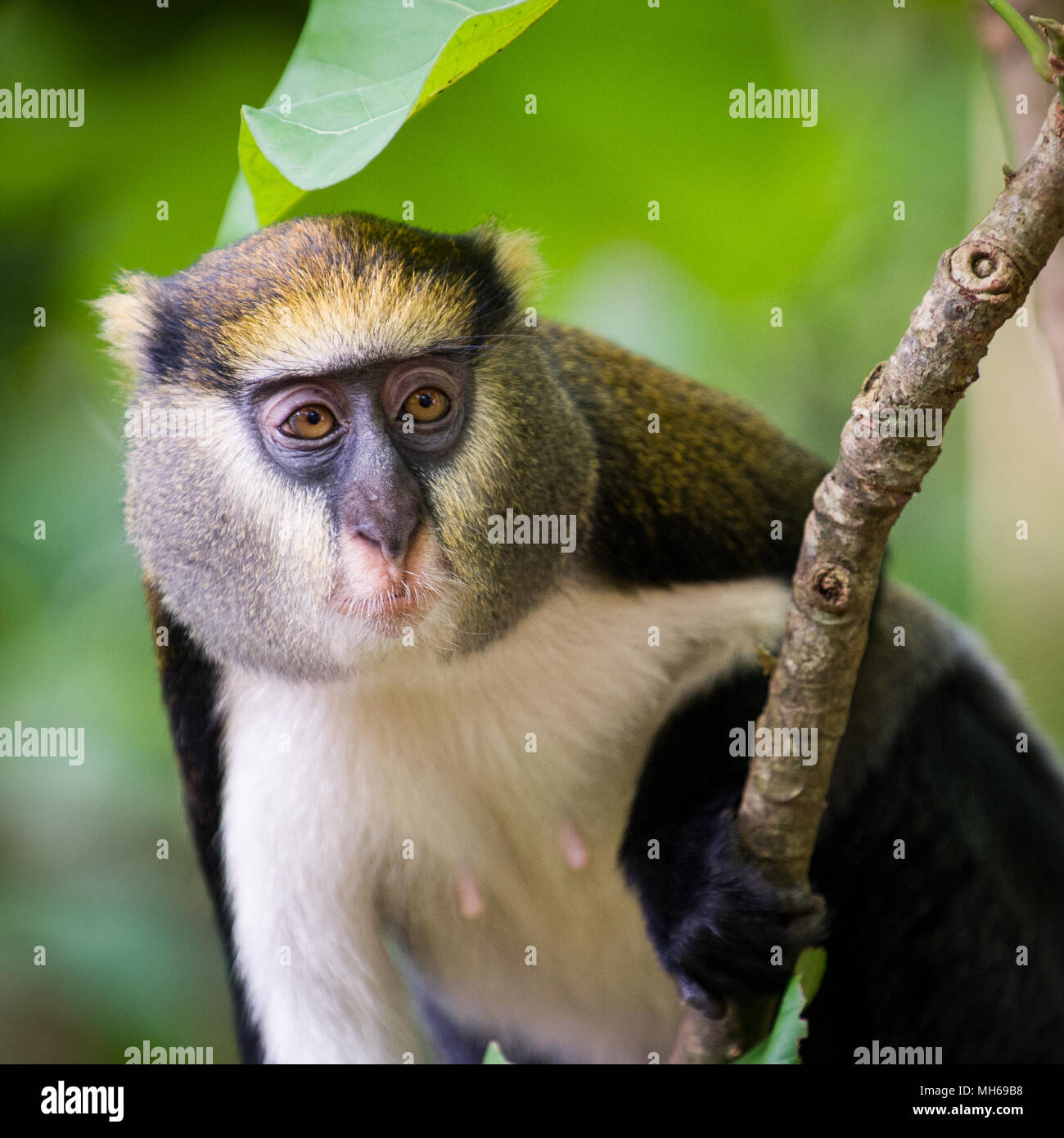 Cute Ghanaian Monkey (Cercopithecus mona) close up on a tree Stock ...