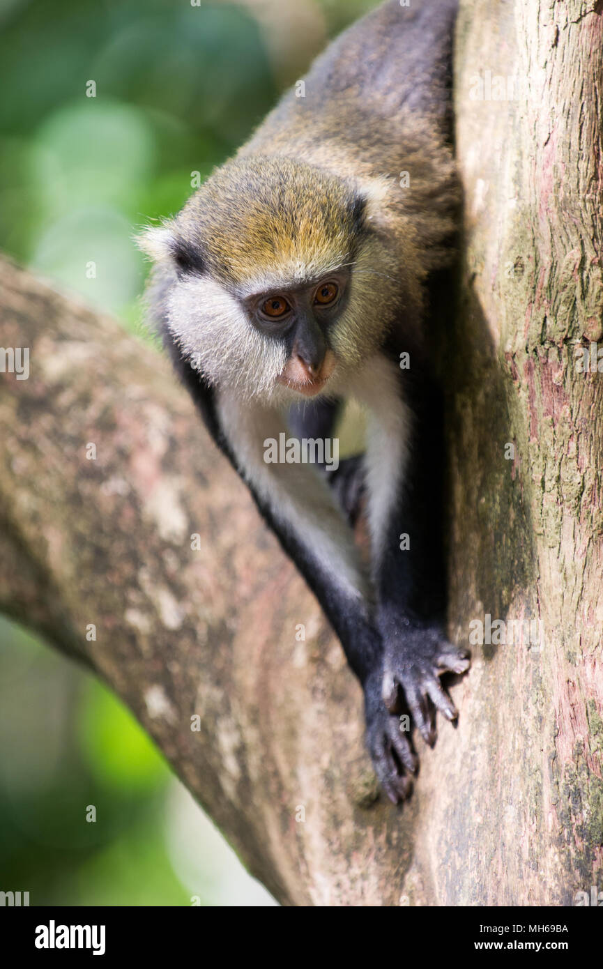 Cute Ghanaian Monkey (Cercopithecus mona) on a tree Stock Photo - Alamy