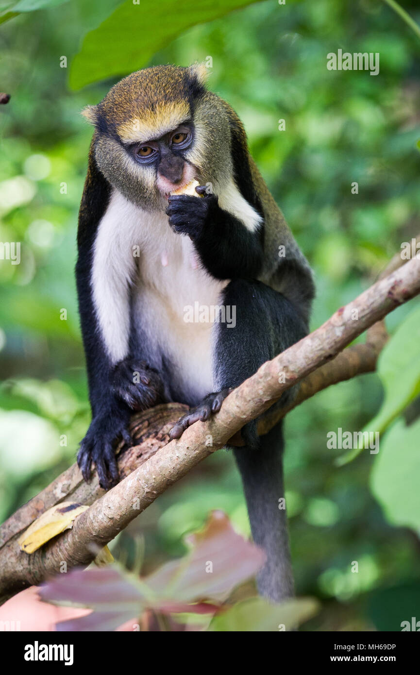 Cute Monkey (Cercopithecus mona) on a tree in Ghana Stock Photo - Alamy