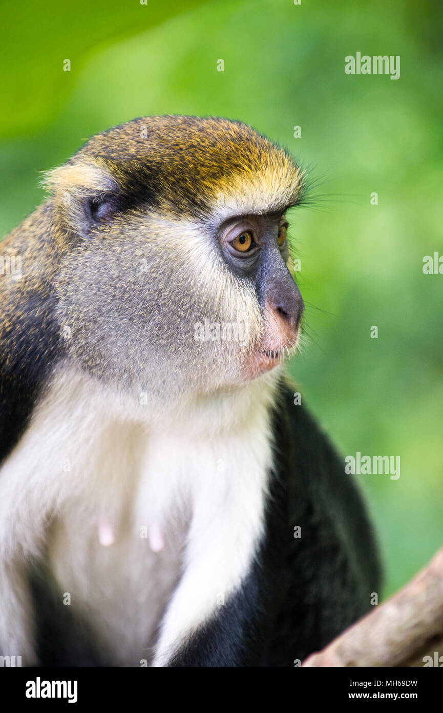 Cute Monkey (Cercopithecus mona) on a tree in Ghana Stock Photo - Alamy