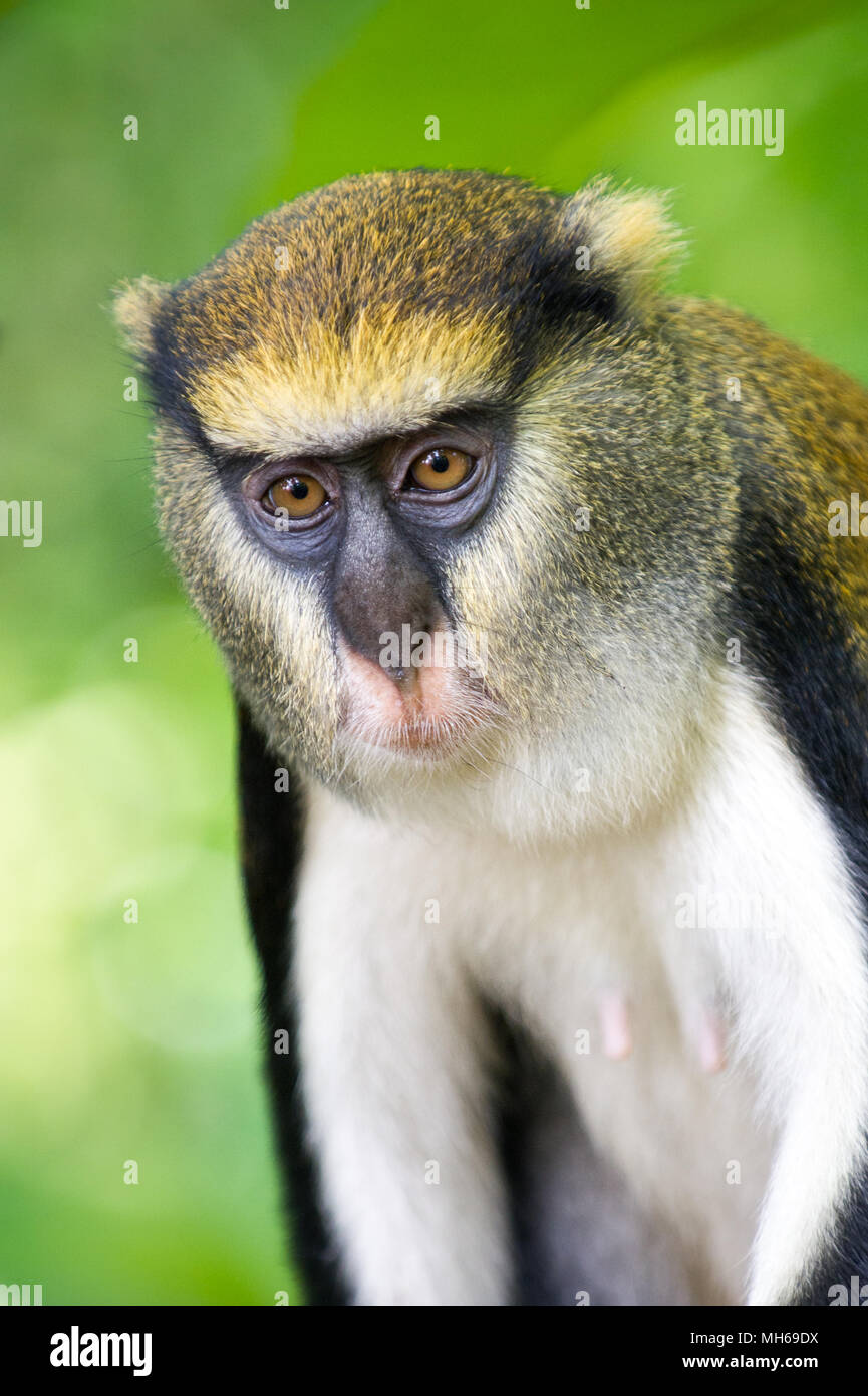 Cute Monkey (Cercopithecus mona) on a tree in Ghana Stock Photo - Alamy