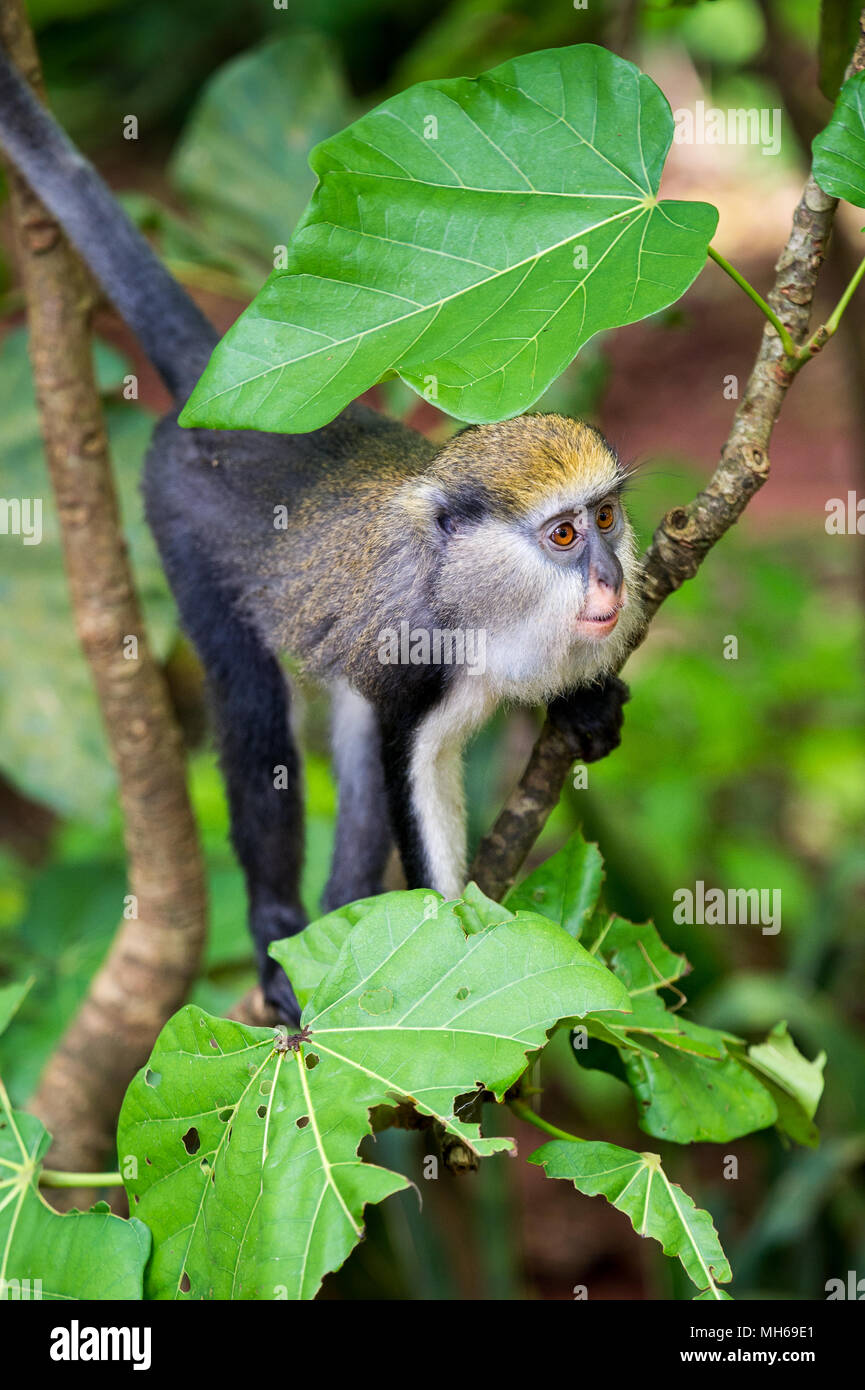 Little cute Monkey (Cercopithecus mona) on a tree in Ghana Stock Photo ...