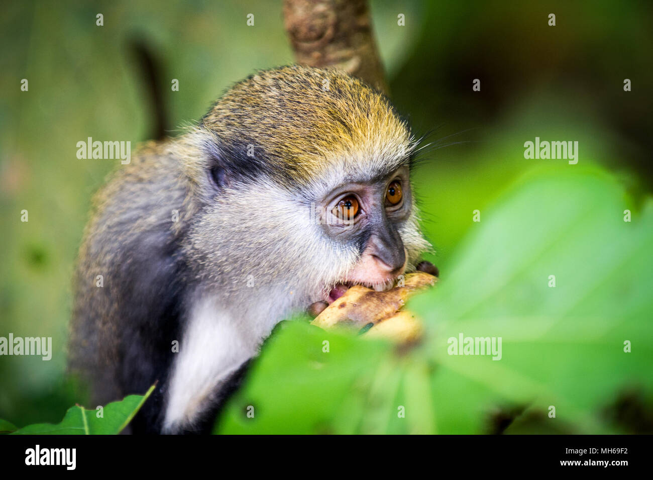 Little Monkey (Cercopithecus mona) eats a babana in Ghana Stock Photo ...