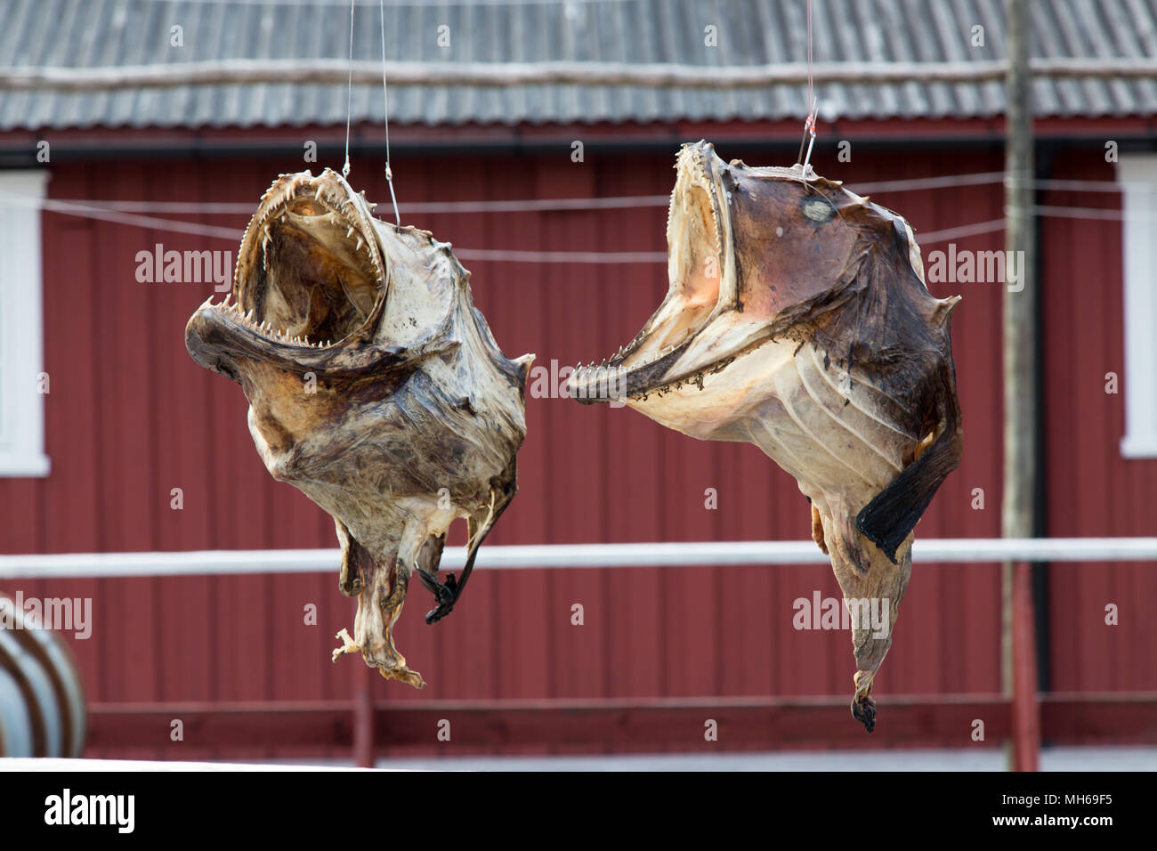 drying fish in Nusfjord, Lofoten, Norway Stock Photo - Alamy