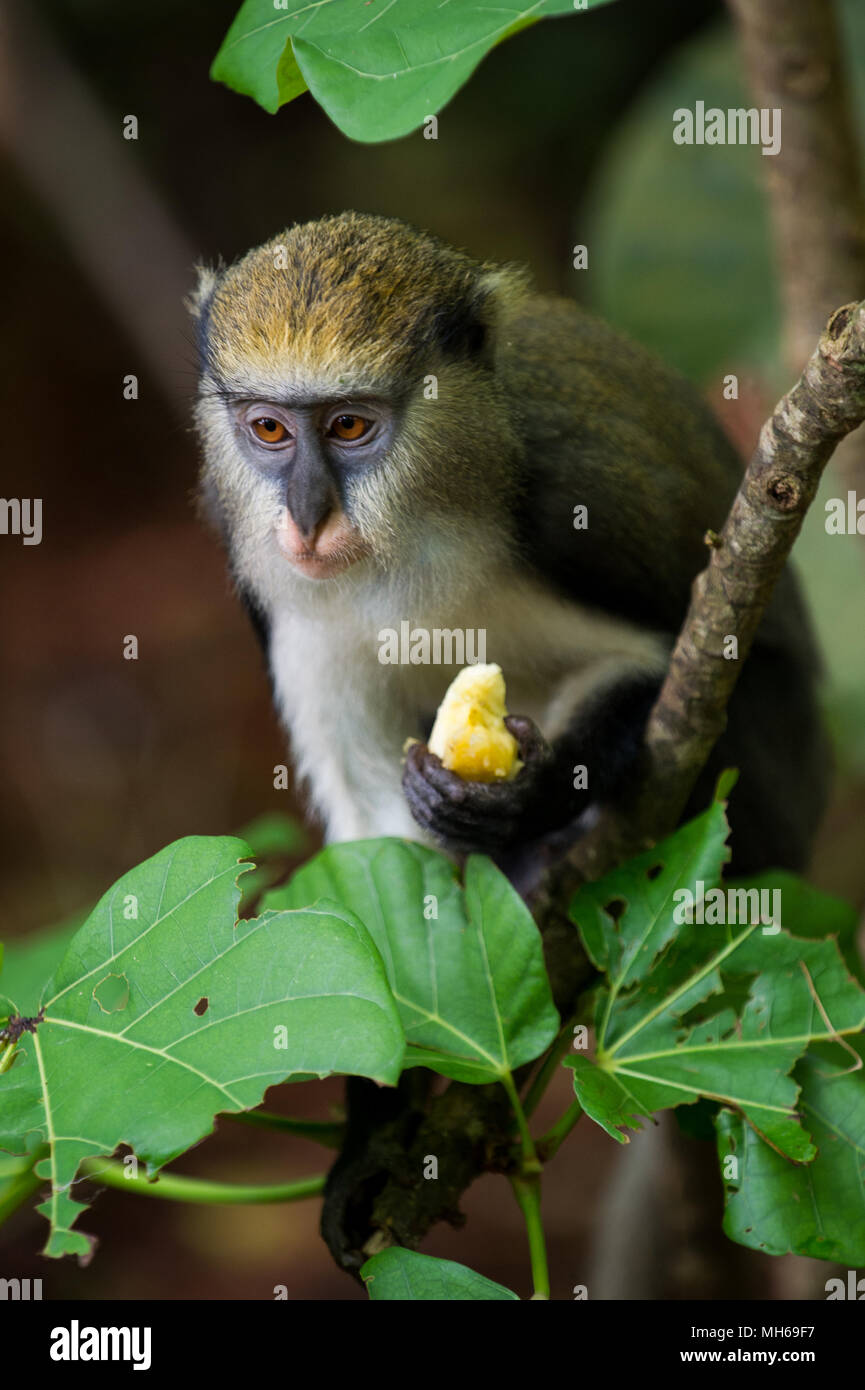 Little Monkey (Cercopithecus mona) eats a babana in Ghana Stock Photo ...