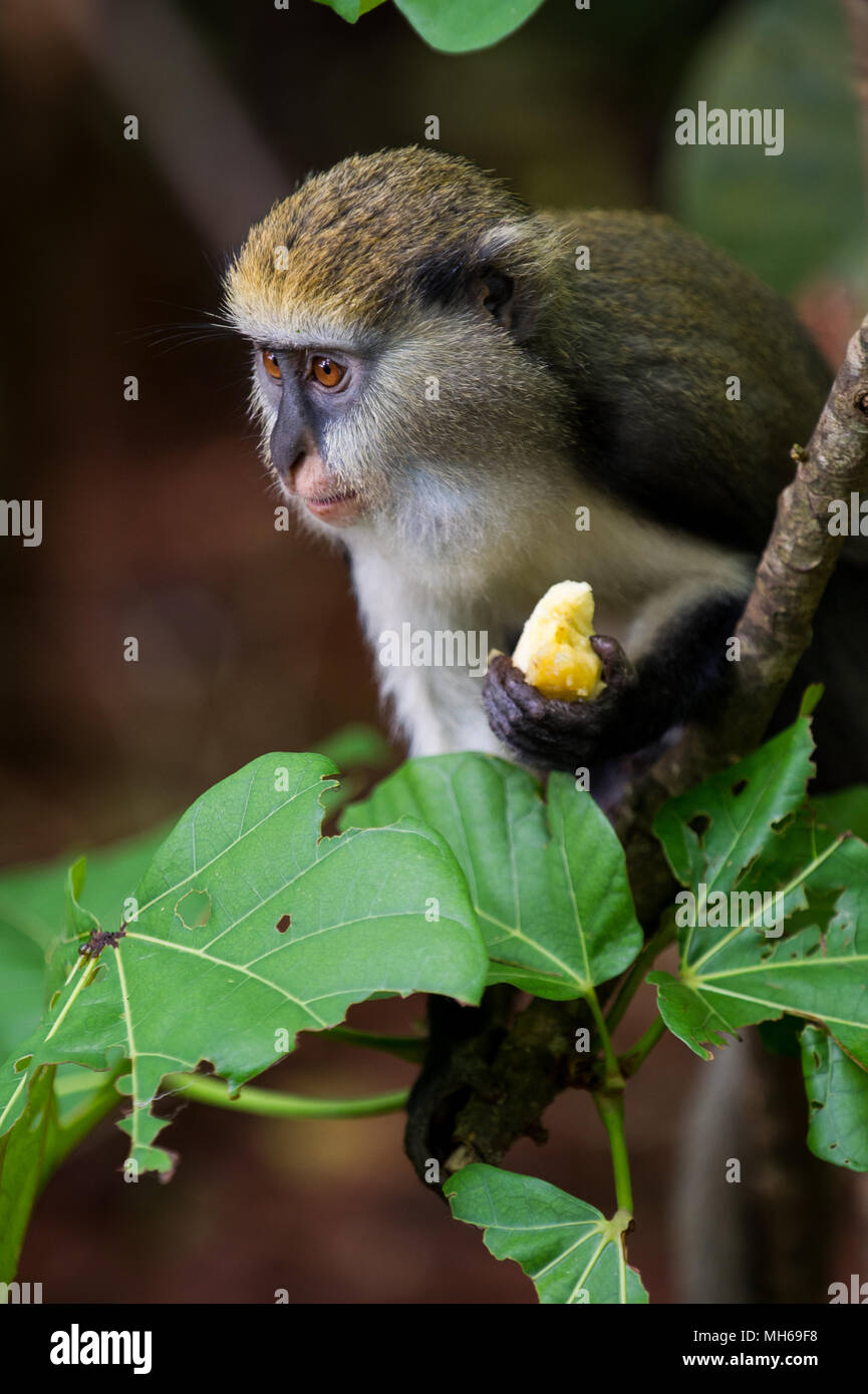 Little Monkey (Cercopithecus mona) eats a babana in Ghana Stock Photo ...