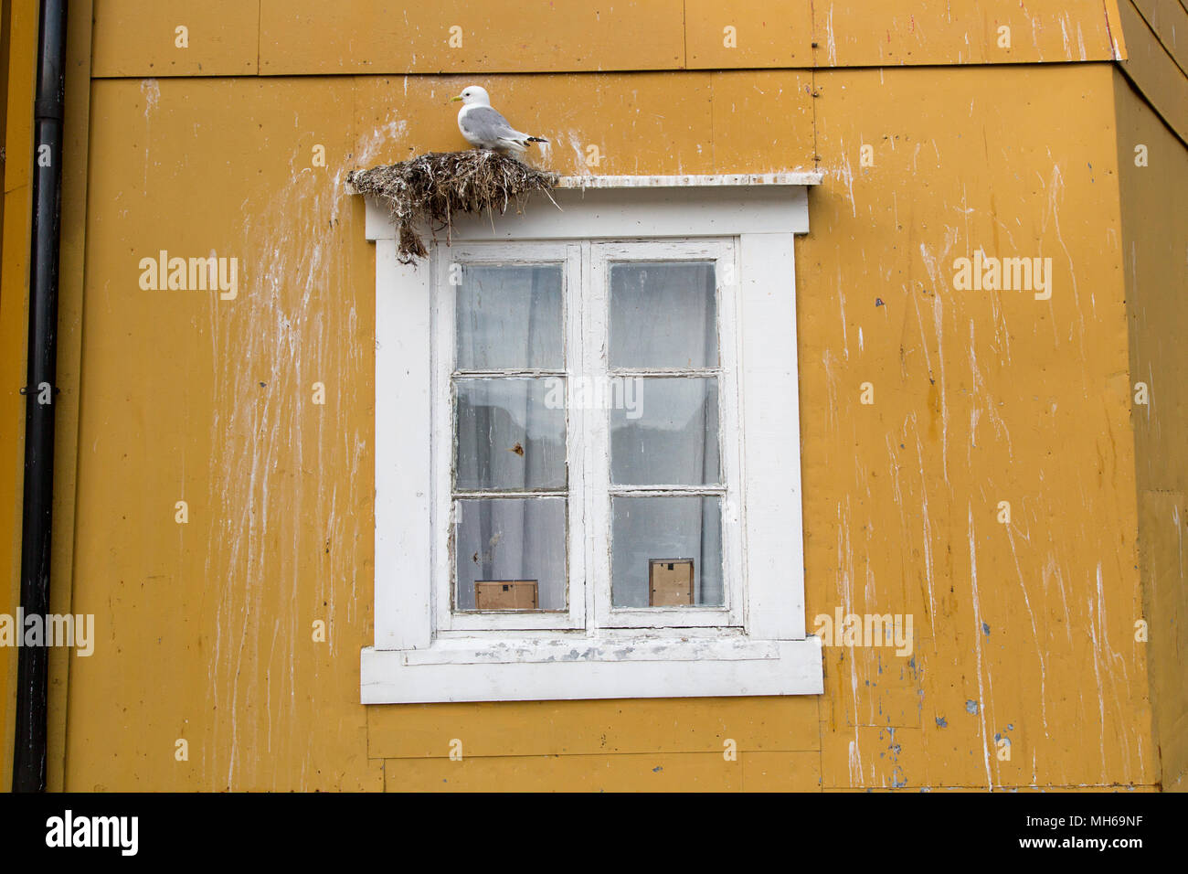 Seagull window hi-res stock photography and images - Alamy