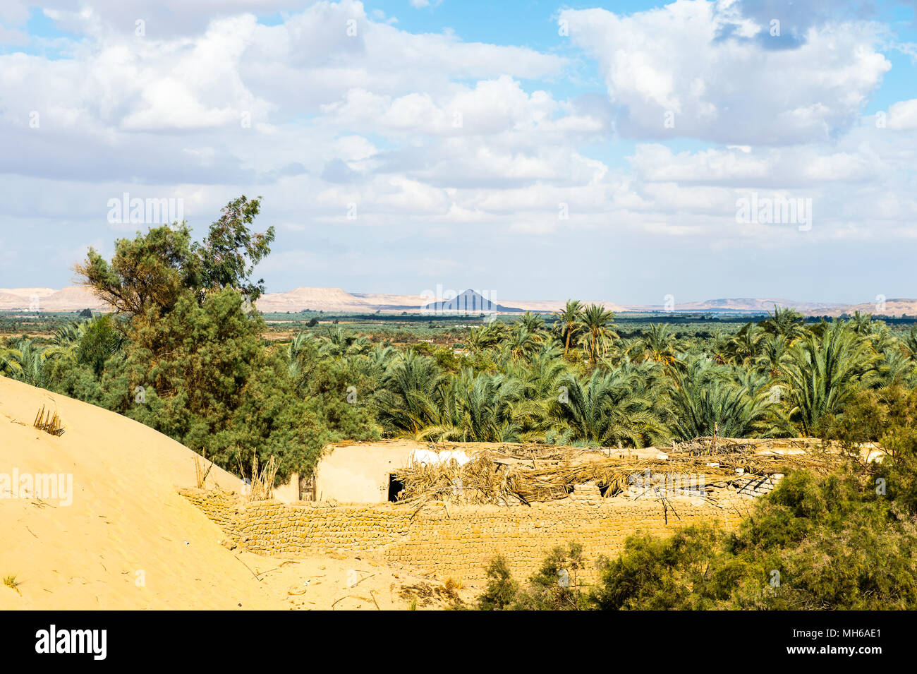 Egyptian guava hi-res stock photography and images - Alamy