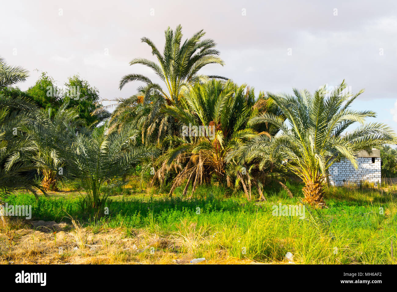 Palm trees in the Bahariya Oasis in EGypt Stock Photo - Alamy