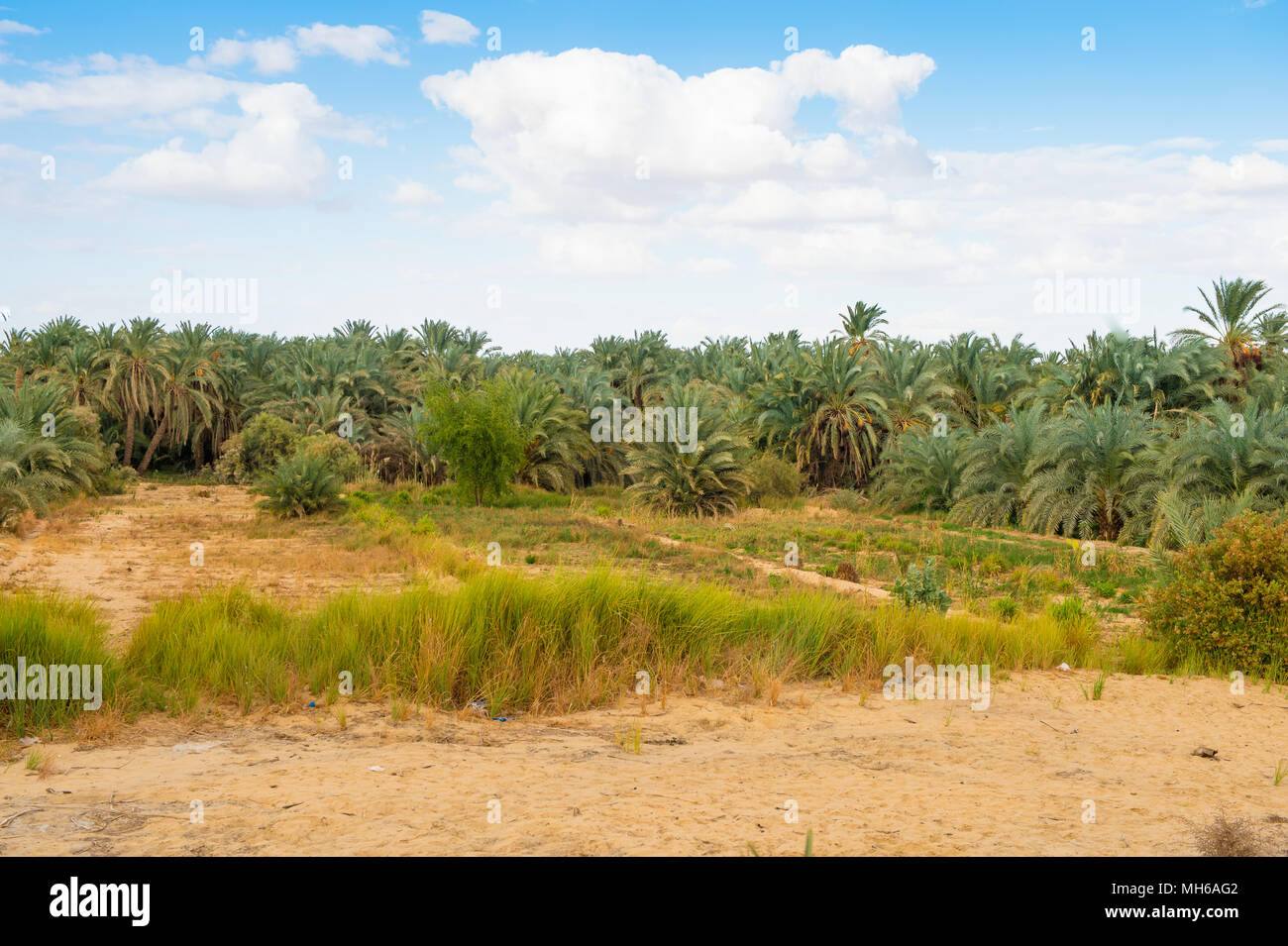 Trees in the Bahariya Oasis in EGypt Stock Photo - Alamy