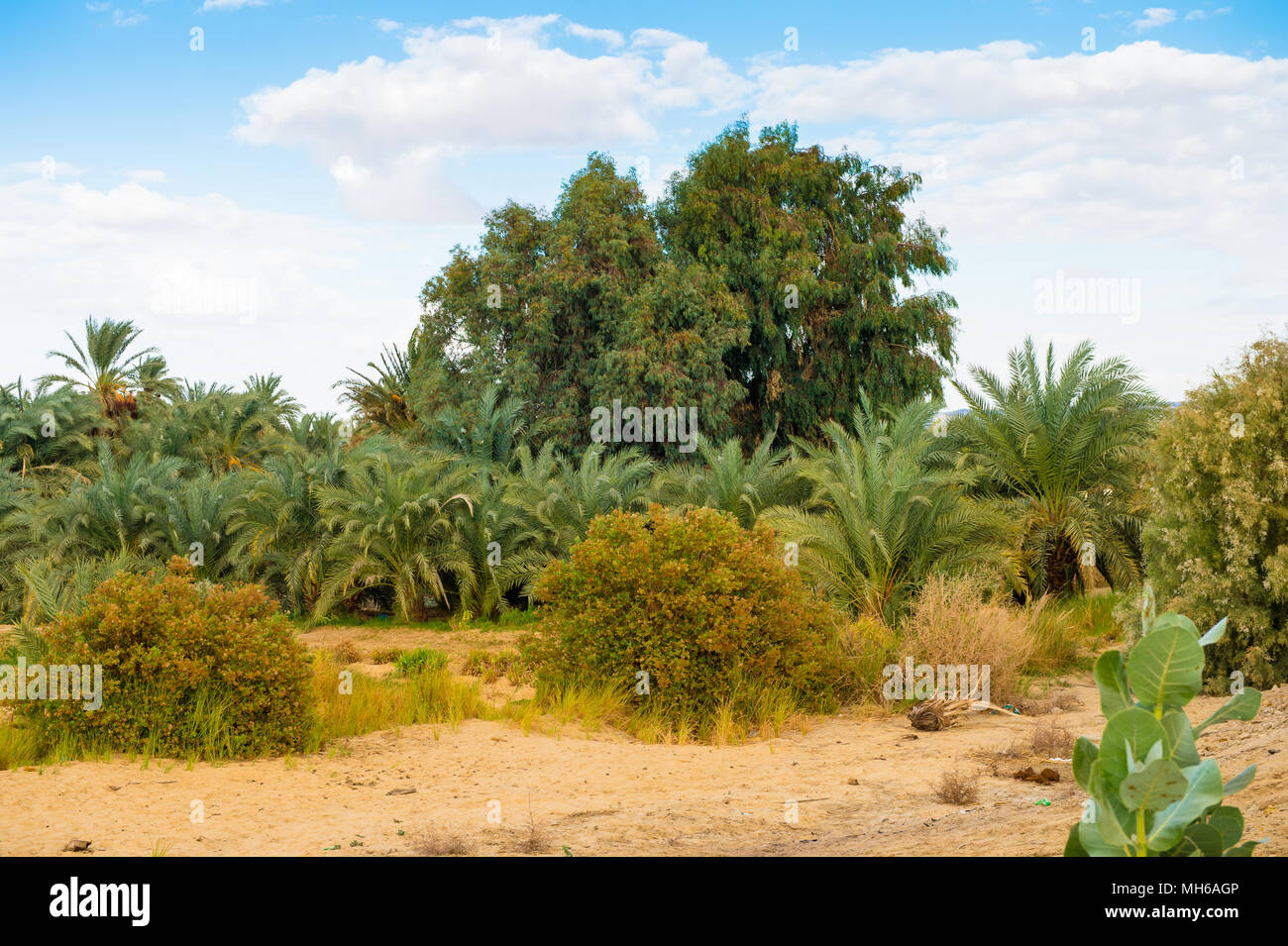 Trees in the Bahariya Oasis in EGypt Stock Photo - Alamy