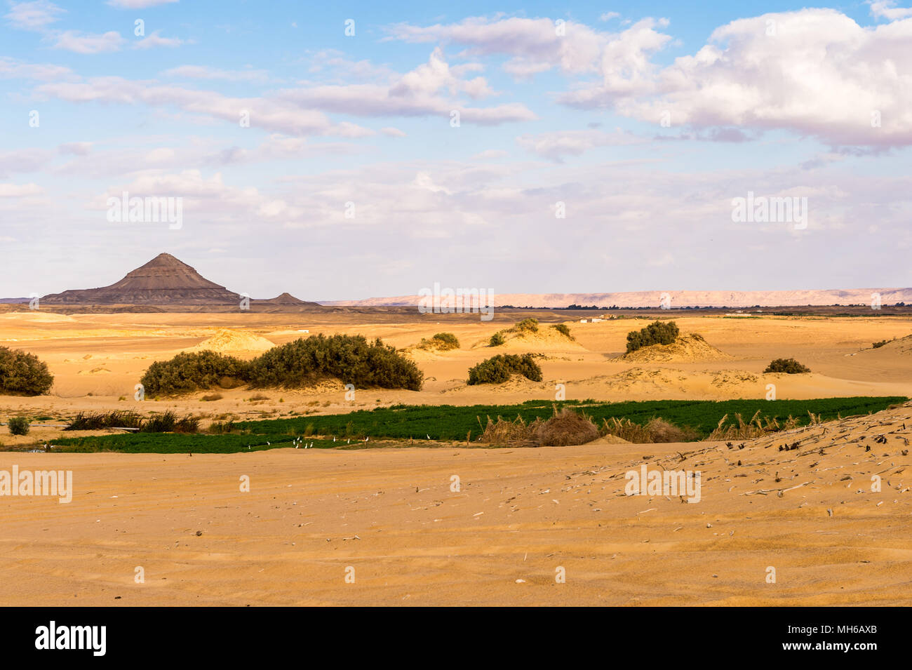 The oasis of bahariya hi-res stock photography and images - Alamy
