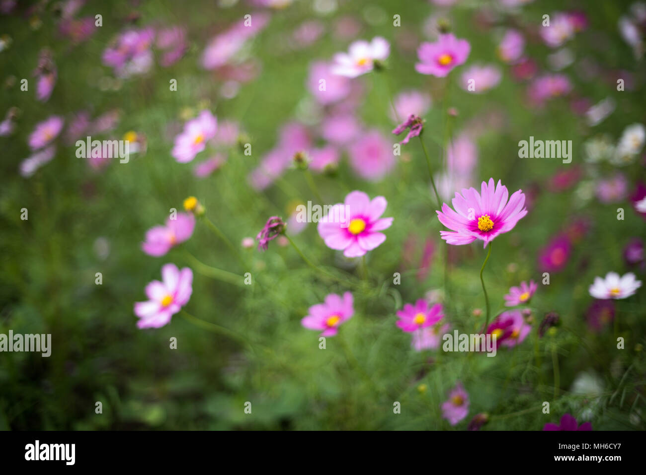 Natural light beautiful scene magnificent pictures Stock Photo - Alamy