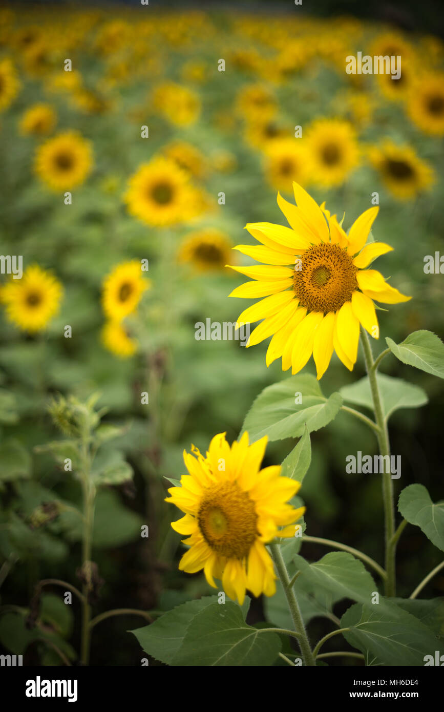 Natural light beautiful scene magnificent pictures Stock Photo - Alamy