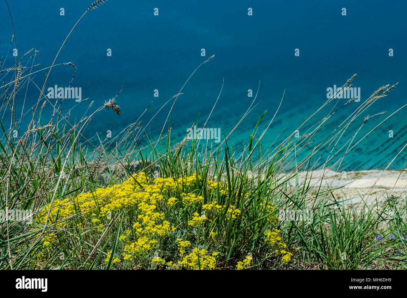 Fragrant mountain park hi-res stock photography and images - Alamy