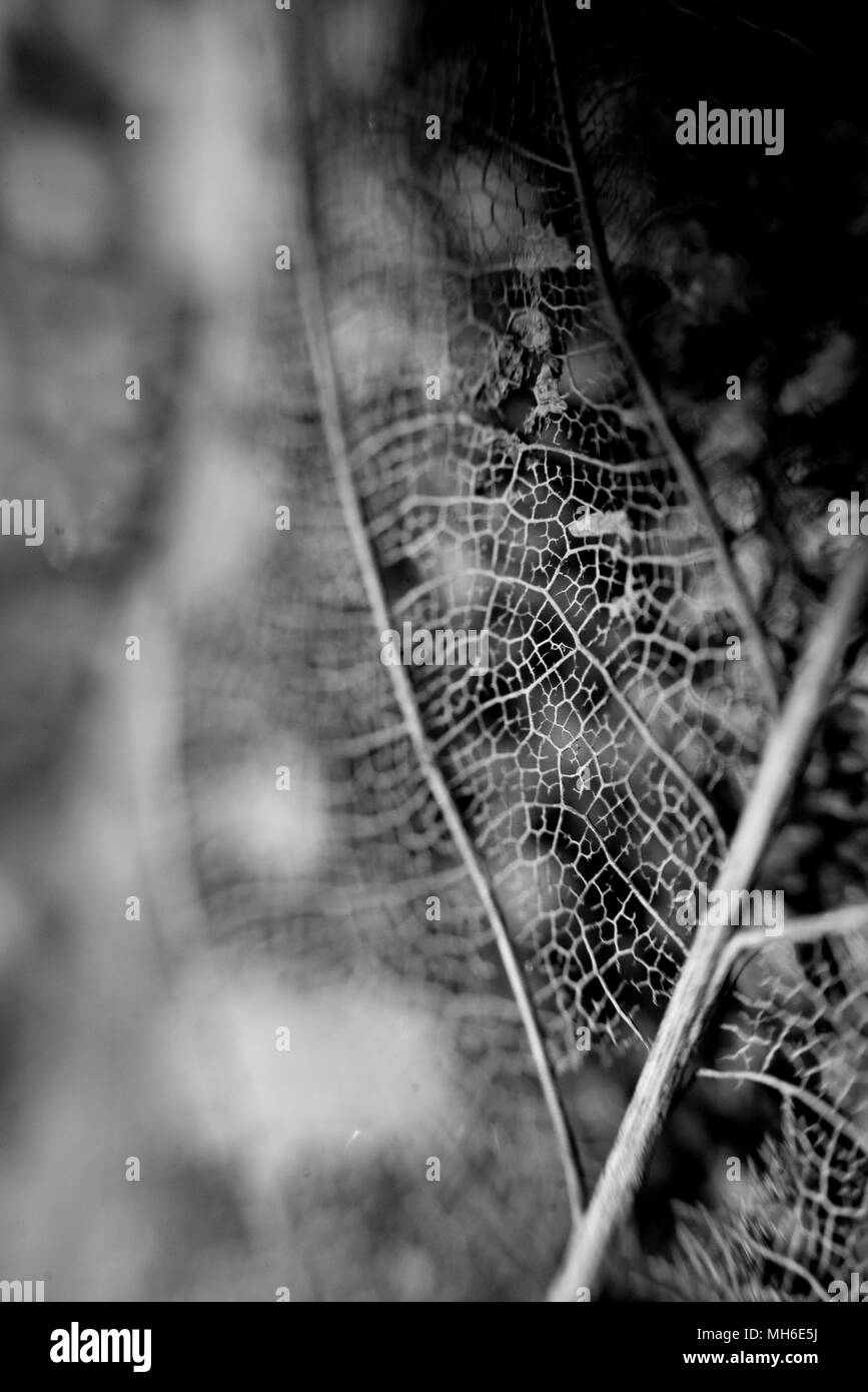 Natural light beautiful scene magnificent pictures Stock Photo - Alamy