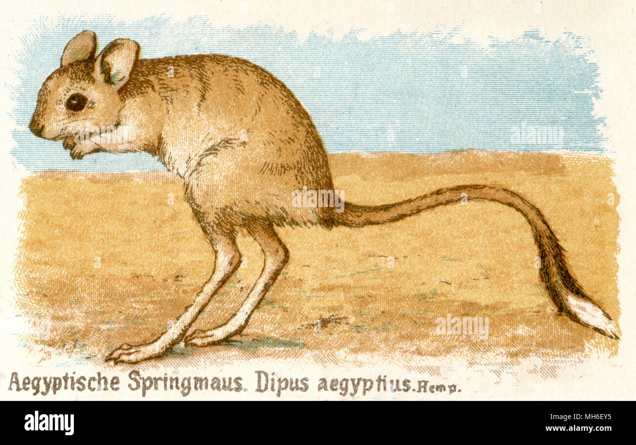 Jaculus hi-res stock photography and images - Alamy