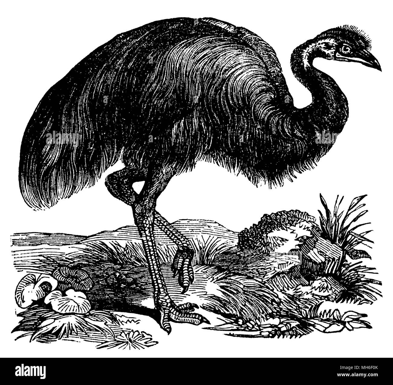 Old emu Cut Out Stock Images & Pictures - Alamy