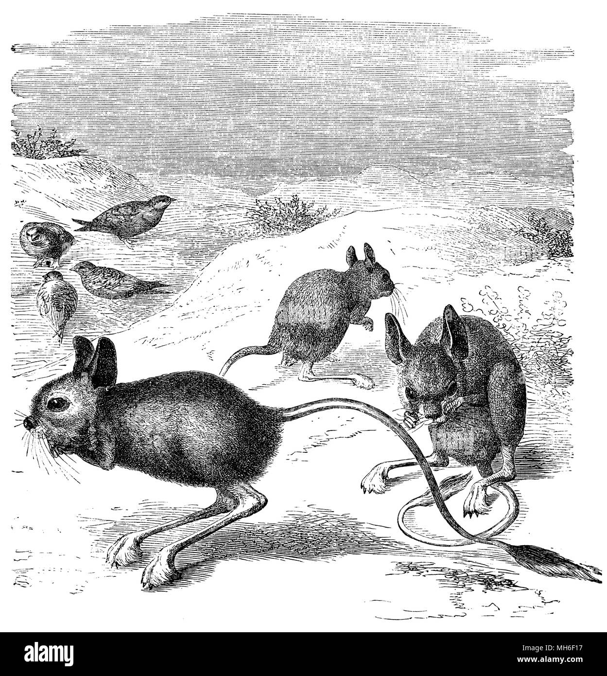 Greater Egyptian Jerboa