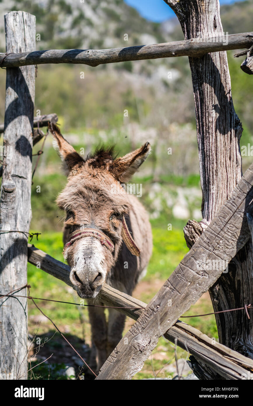 Sad neglected donkey inside a primitive wooden enclosure on a farm in ...