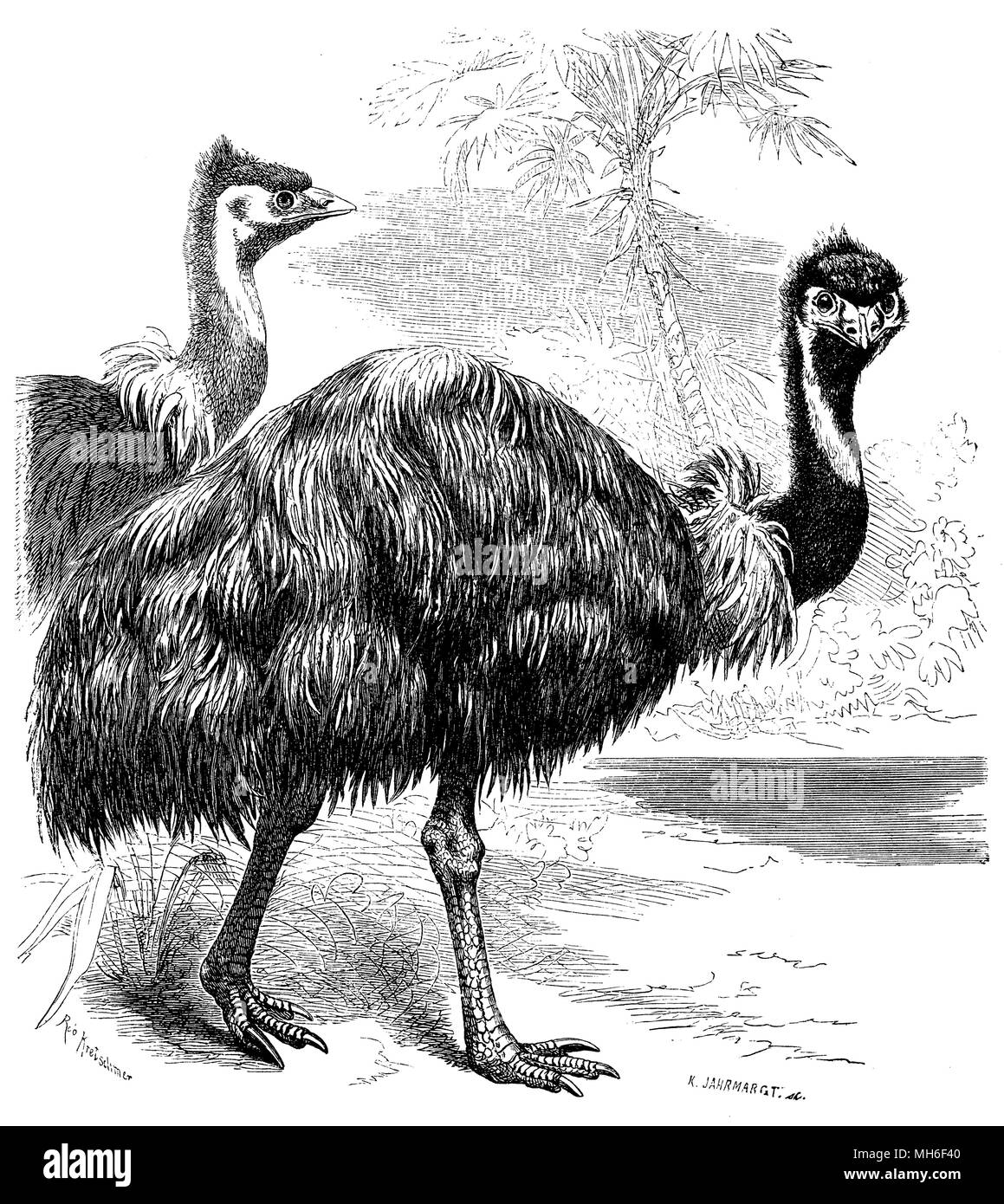 emu , 1870 Stock Photo - Alamy