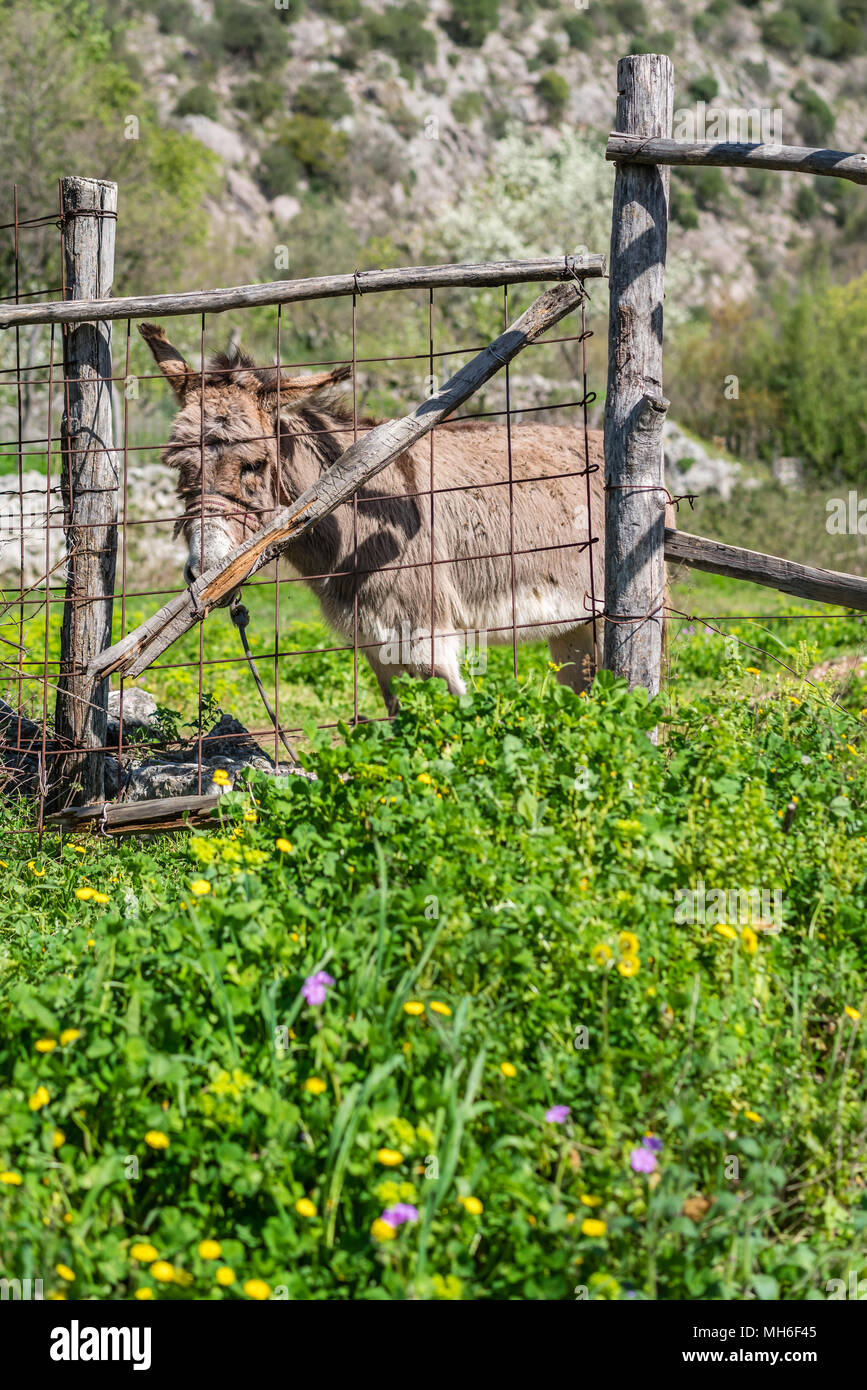 Donkey in enclosure hi-res stock photography and images - Alamy