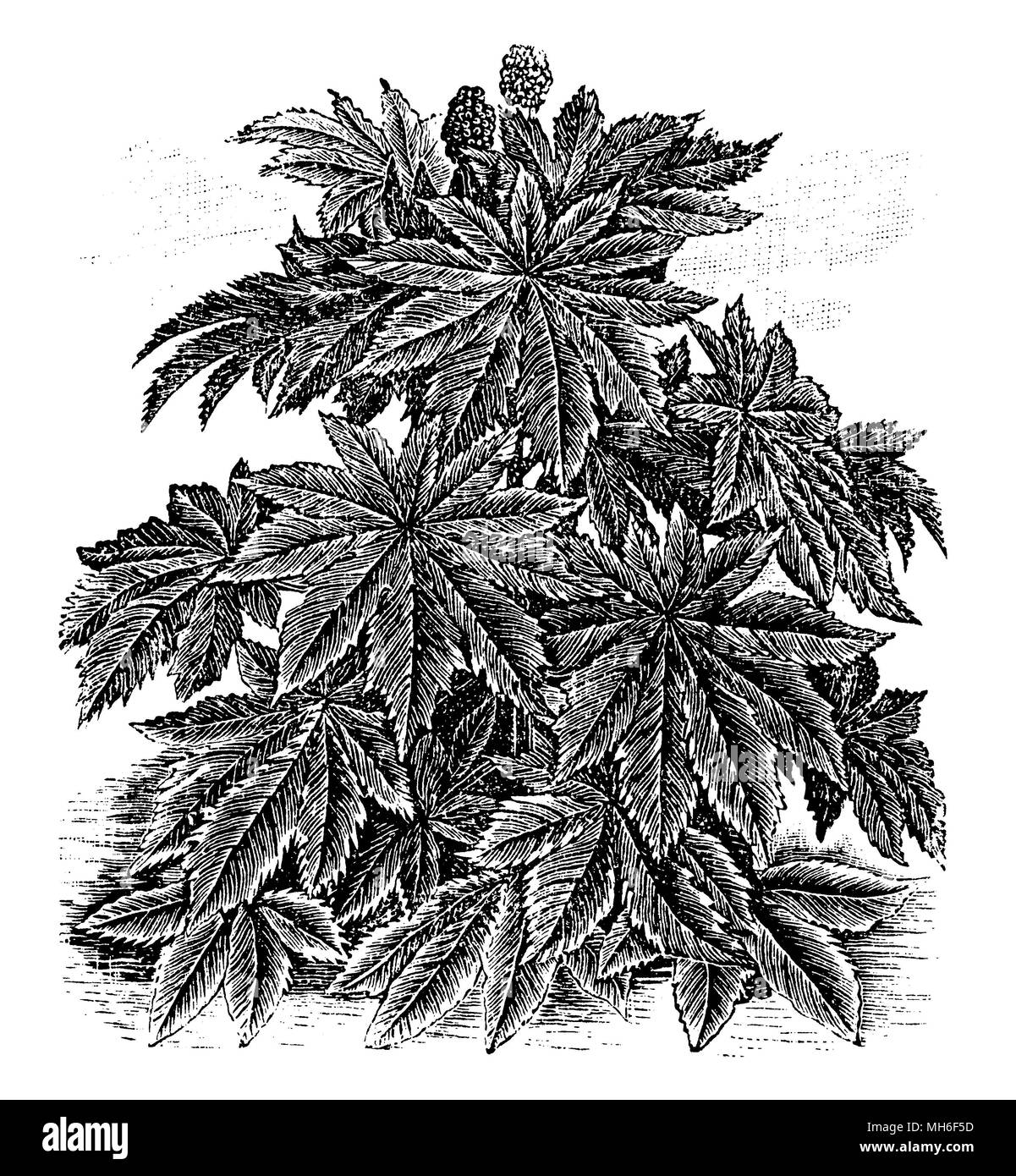 Ricinus communis, the castor bean, or castor-oil-plant, 1893 Stock ...