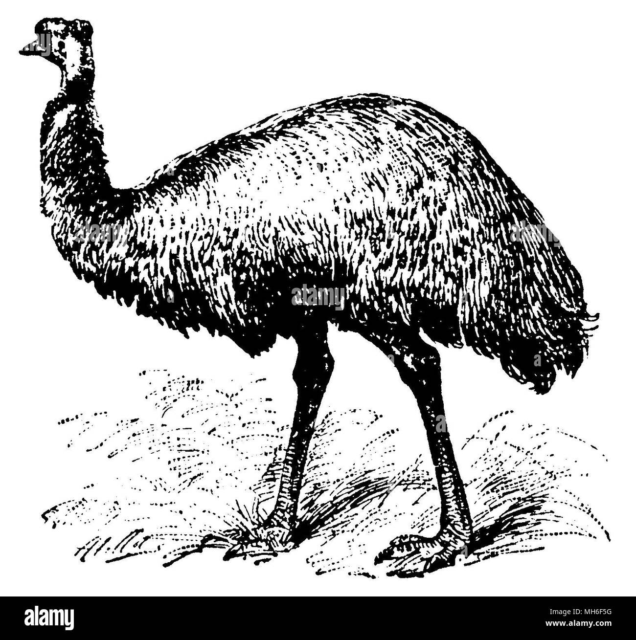 Old emu Cut Out Stock Images & Pictures - Alamy