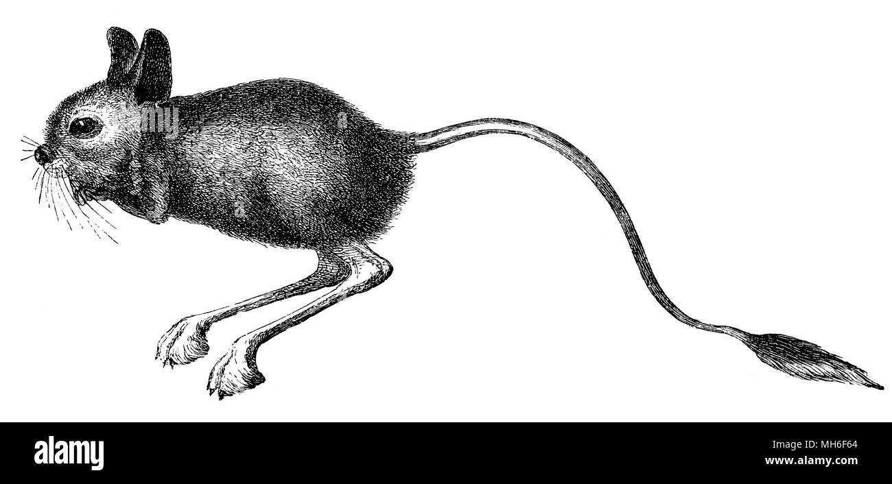 Greater Egyptian Jerboa