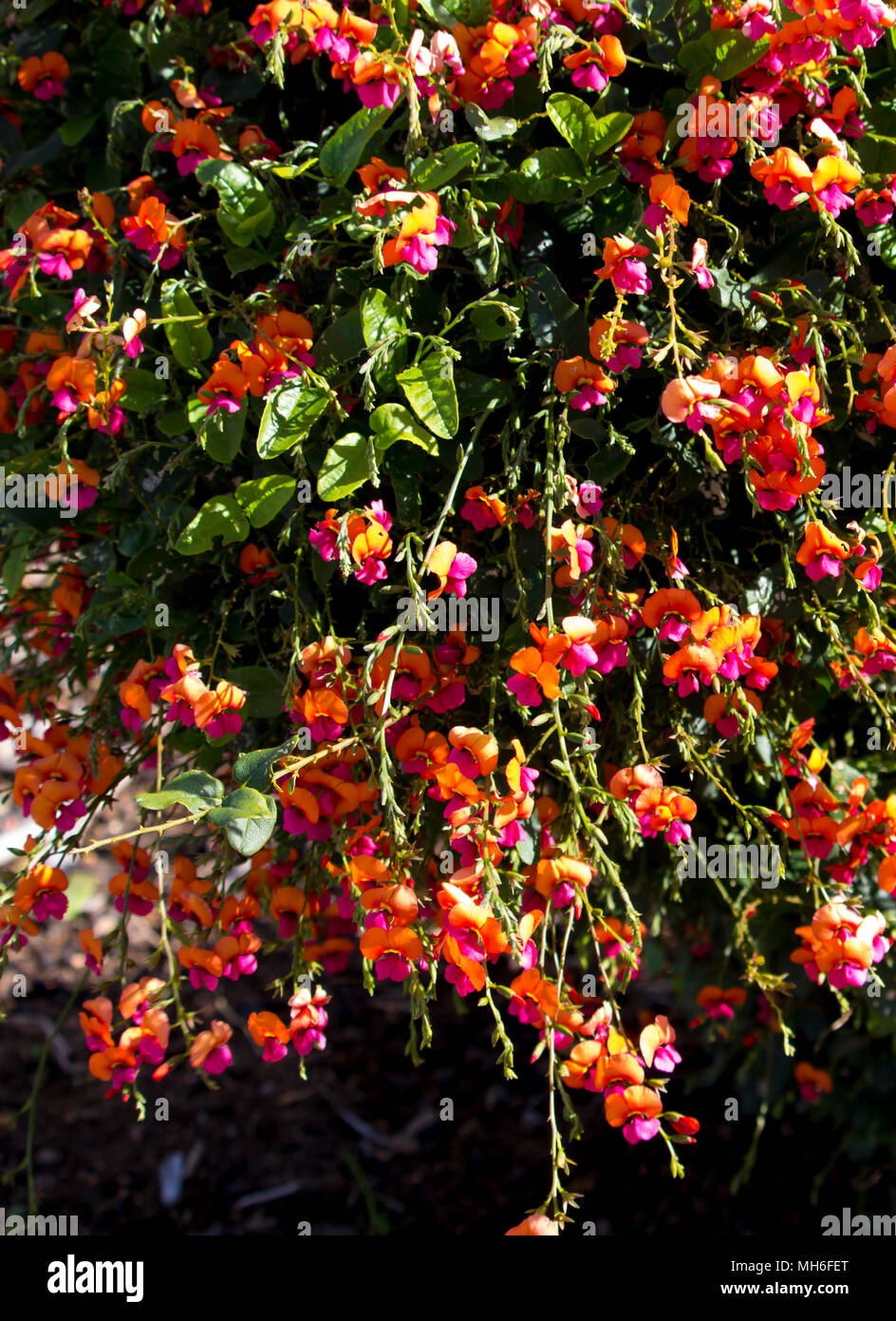 Chorizema cordatum hi-res stock photography and images - Alamy