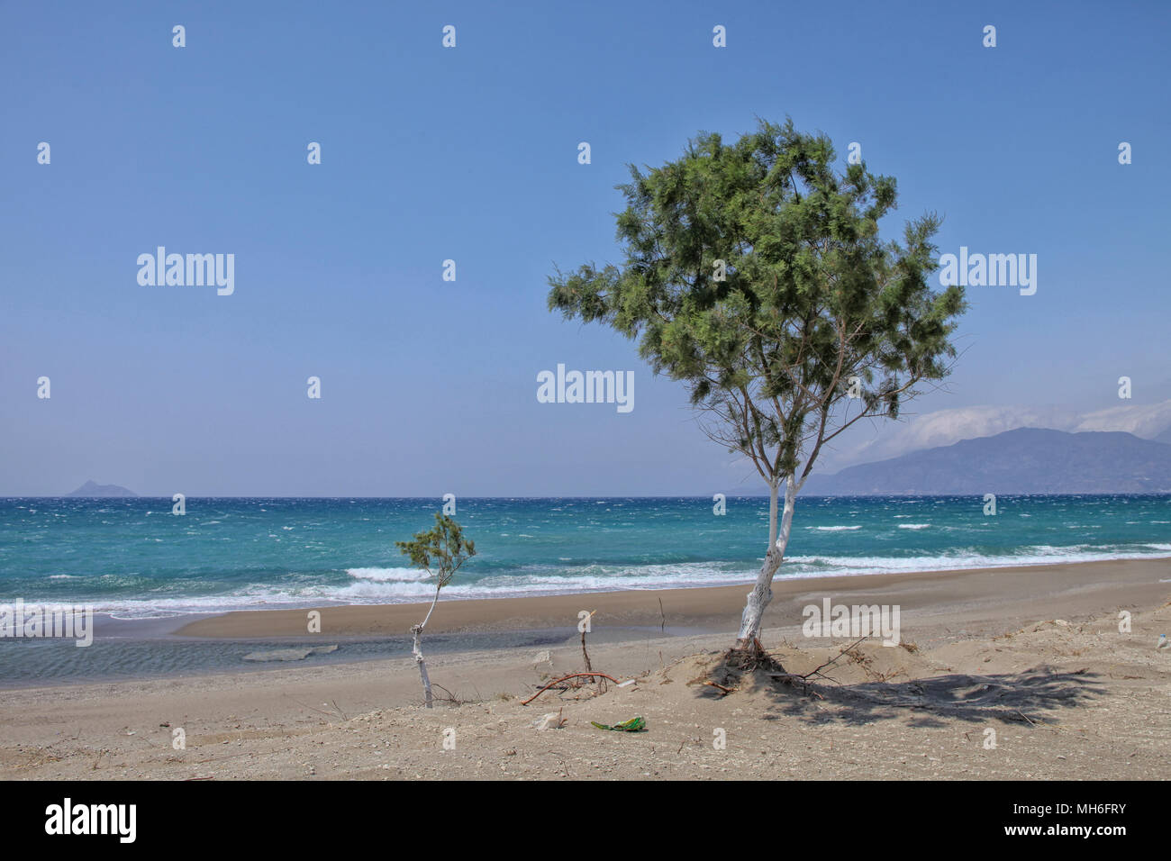 Rock with olive tree hi-res stock photography and images - Alamy