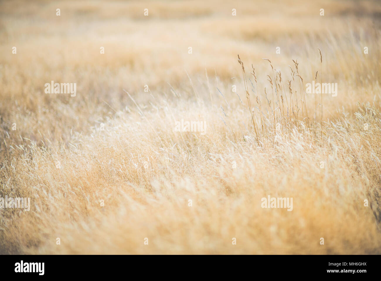Natural light beautiful scene magnificent pictures Stock Photo - Alamy