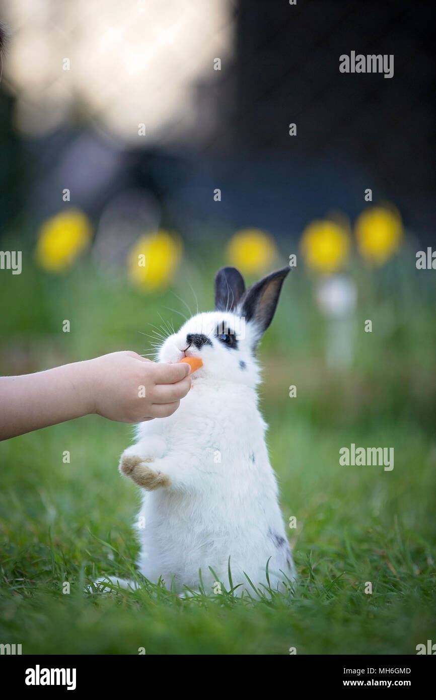 Child feeding rabbit carrot hi-res stock photography and images - Alamy