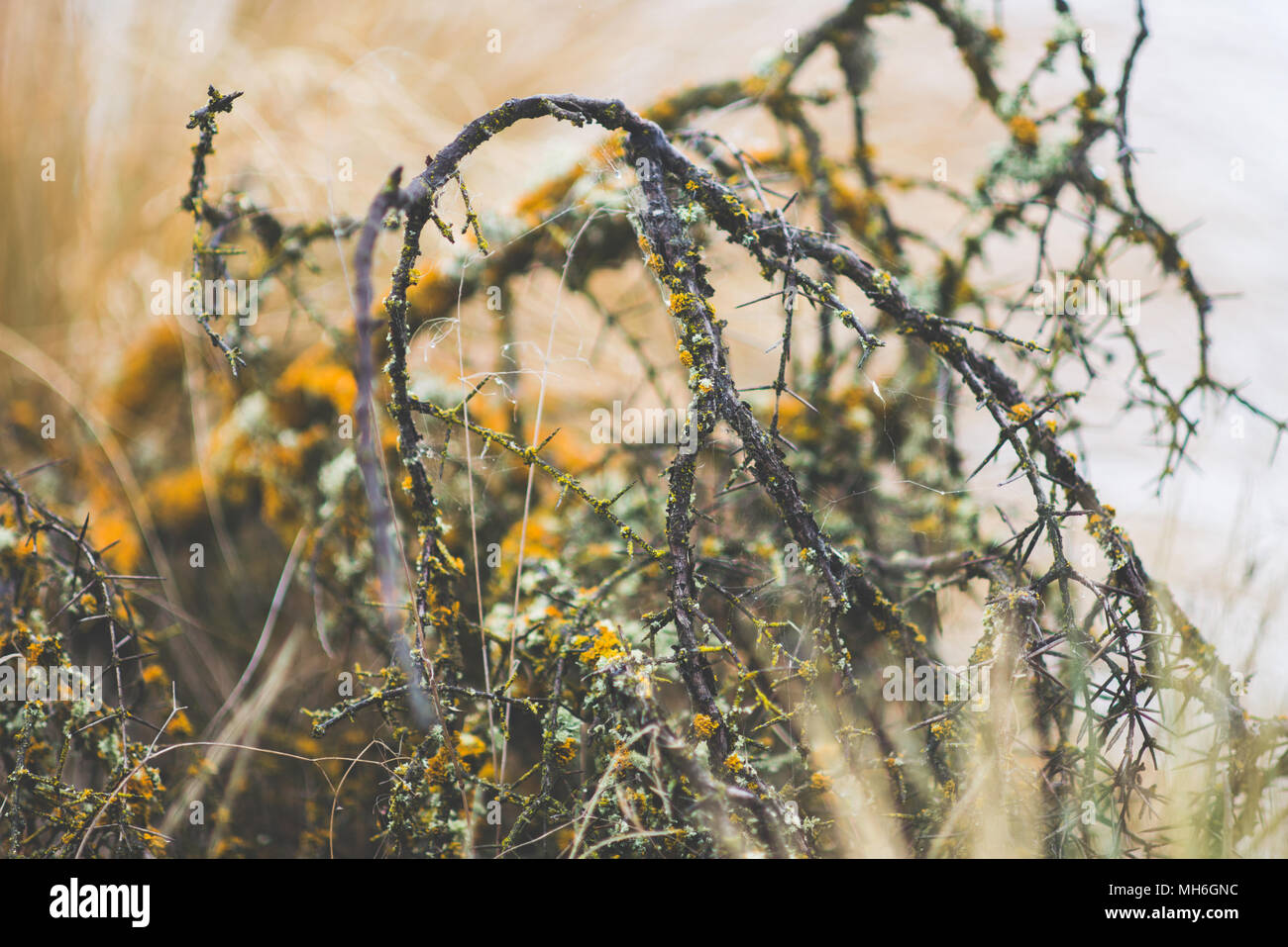 Natural light beautiful scene magnificent pictures Stock Photo - Alamy