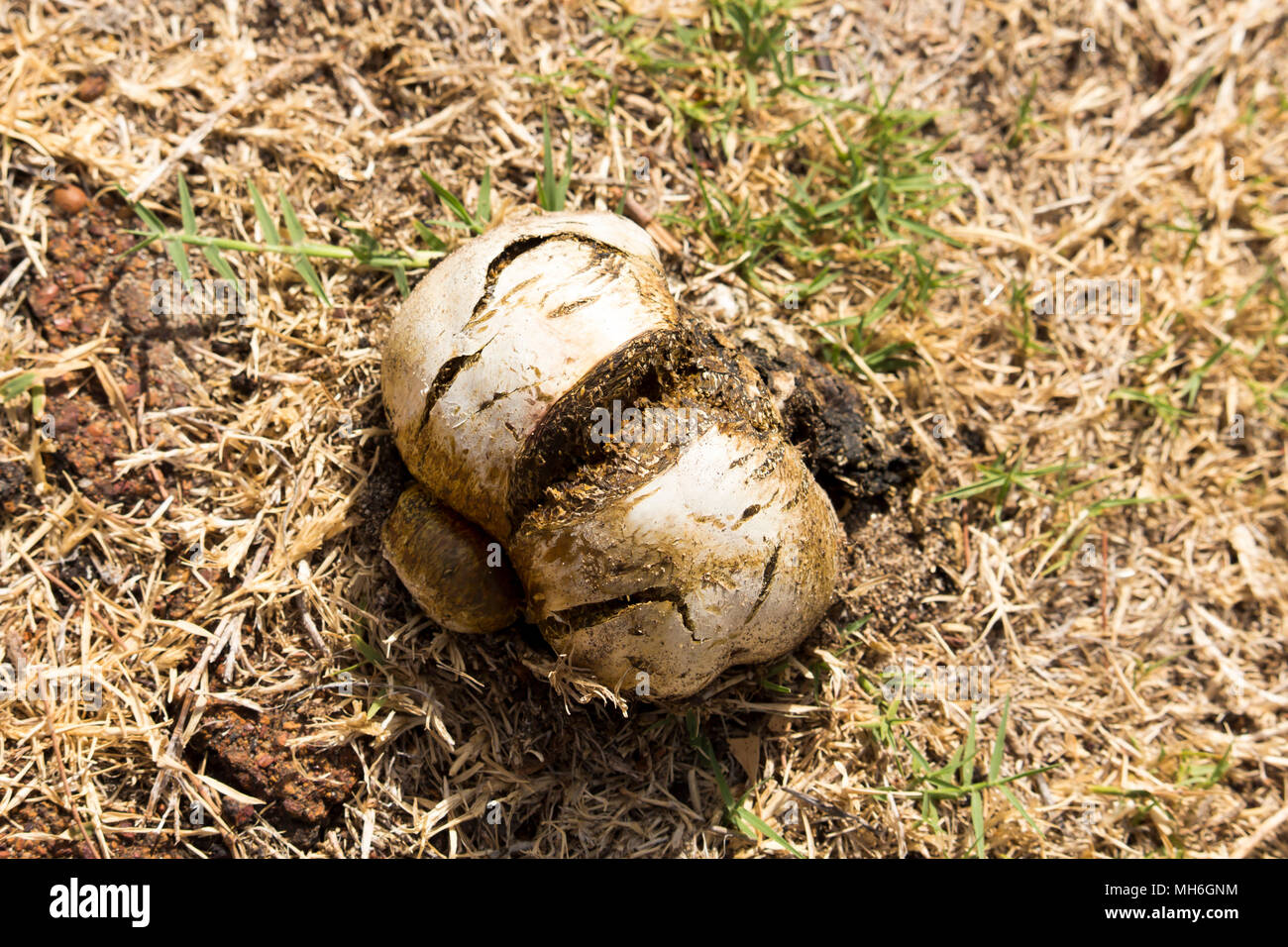 Smelly puffball hi-res stock photography and images - Alamy