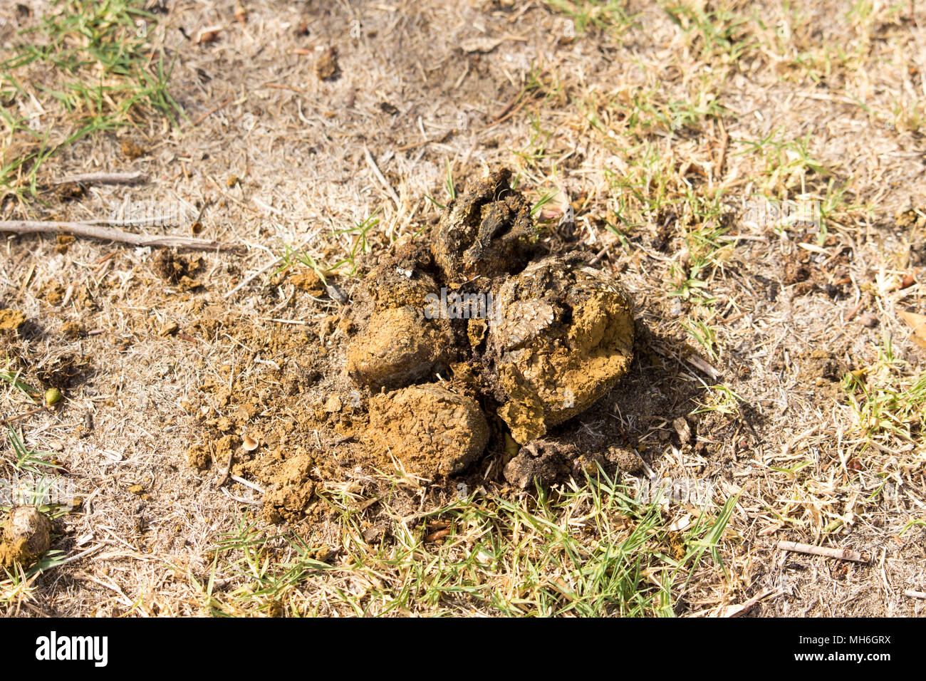 Bursting stalked puffball mushroom (gasteroid) in genus Basidiomycota ...