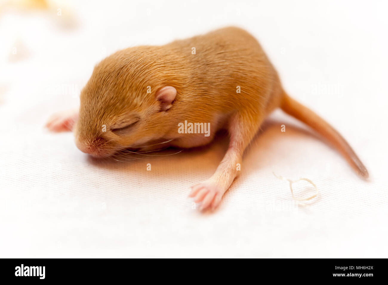 Little cute sleeping mouse, macro image Stock Photo - Alamy