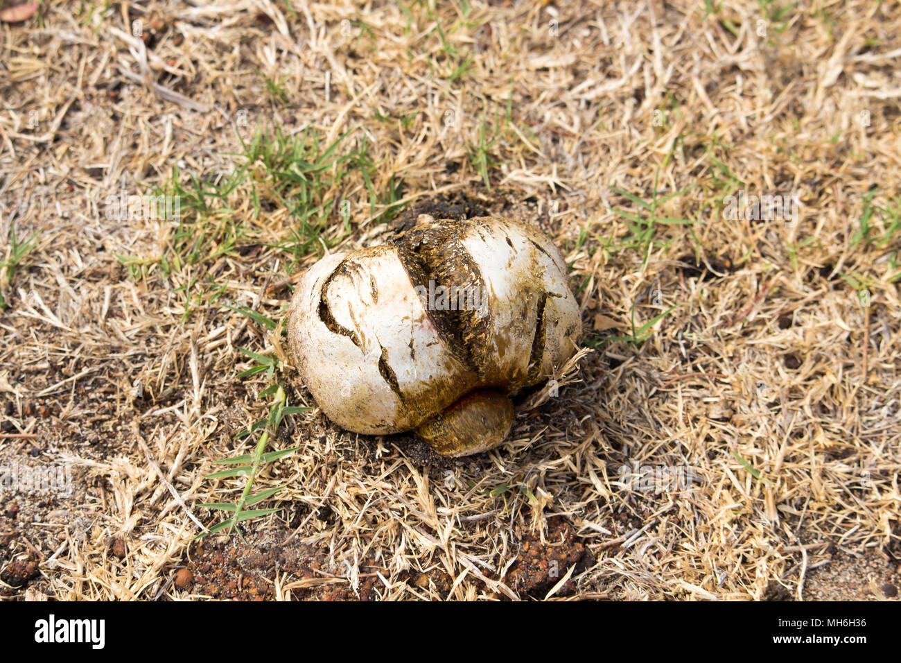 Bursting stalked puffball mushroom (gasteroid) in genus Basidiomycota ...