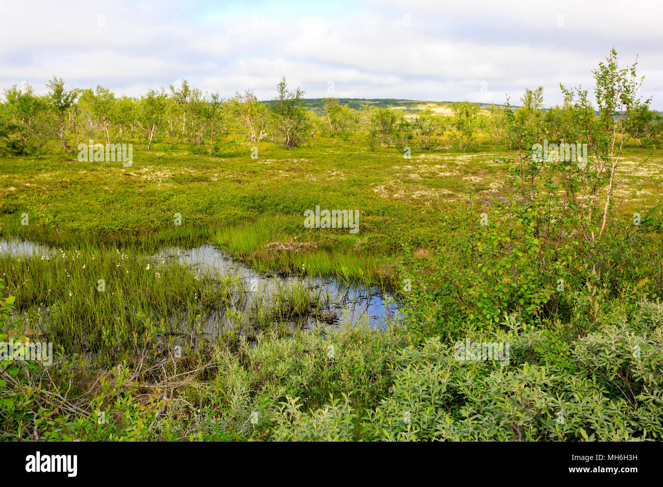 Swamp tundra arctic hi-res stock photography and images - Alamy