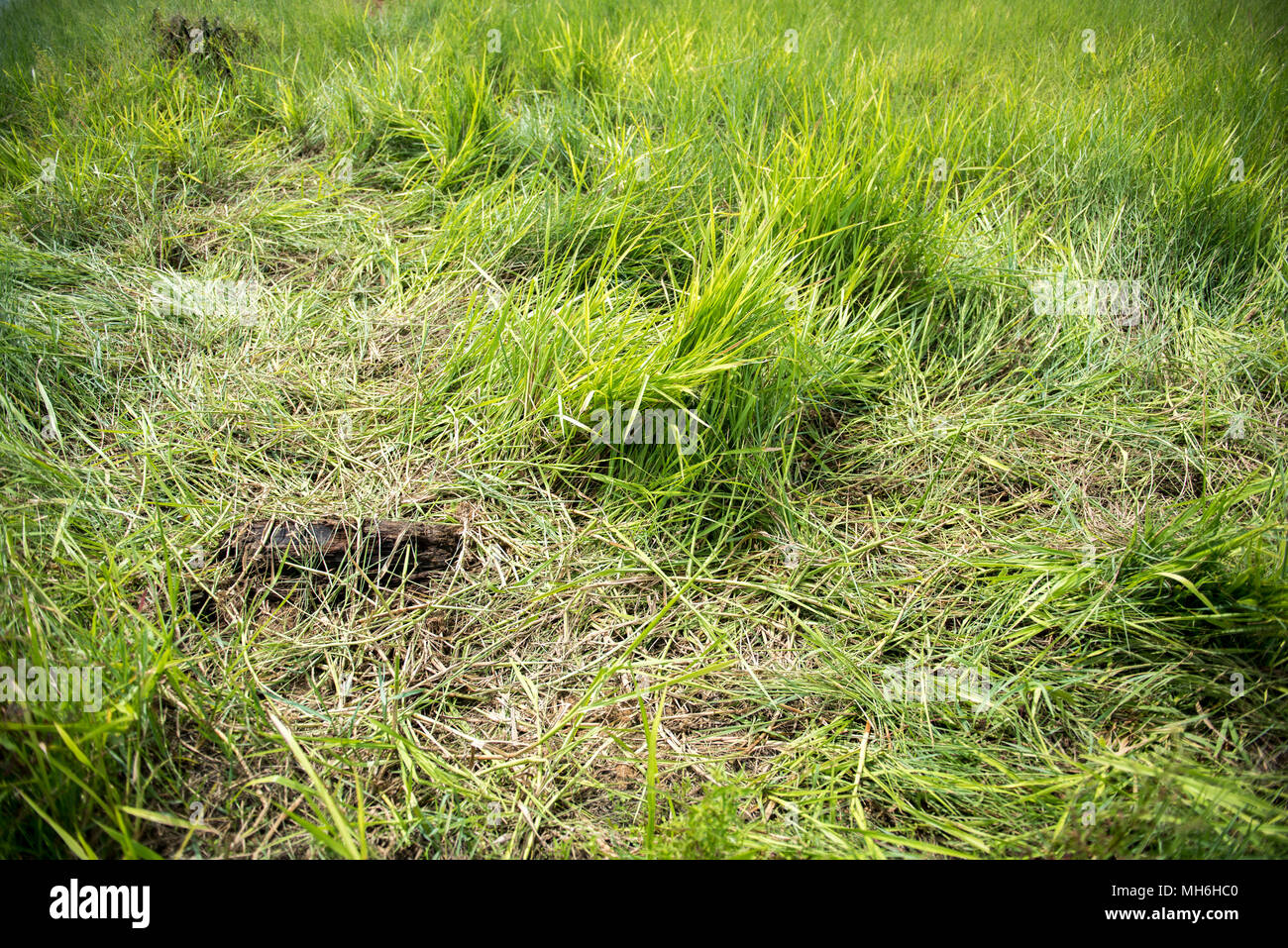 Natural light beautiful scene magnificent pictures Stock Photo - Alamy