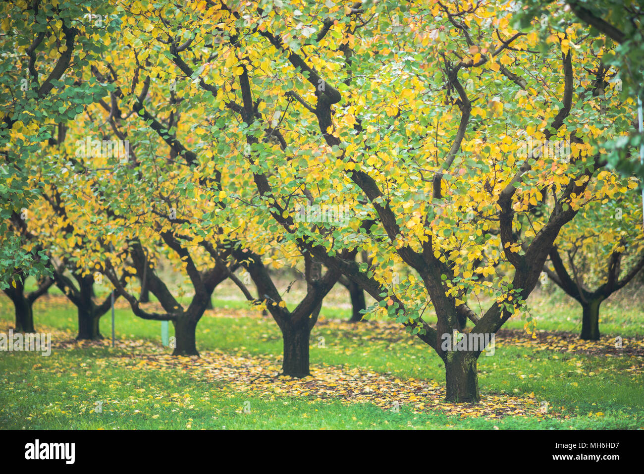 Natural light beautiful scene magnificent pictures Stock Photo - Alamy