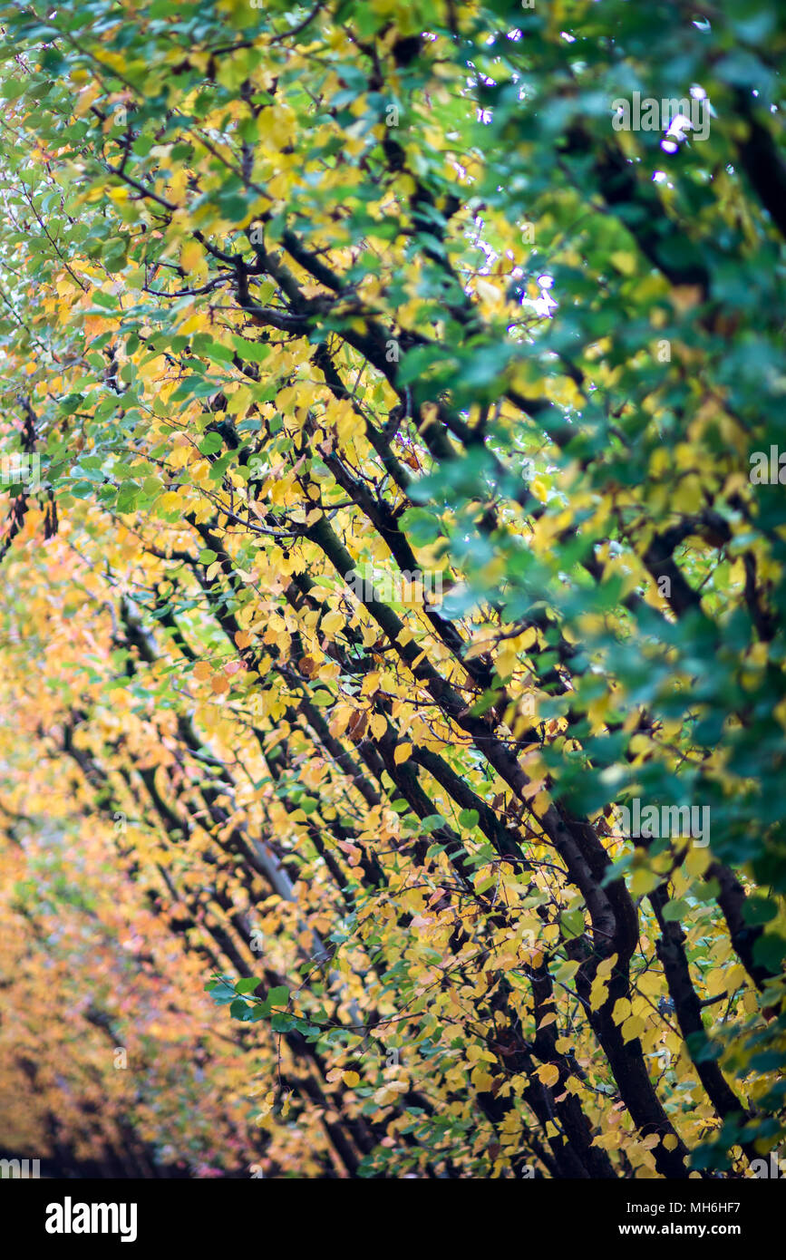 Natural light beautiful scene magnificent pictures Stock Photo - Alamy