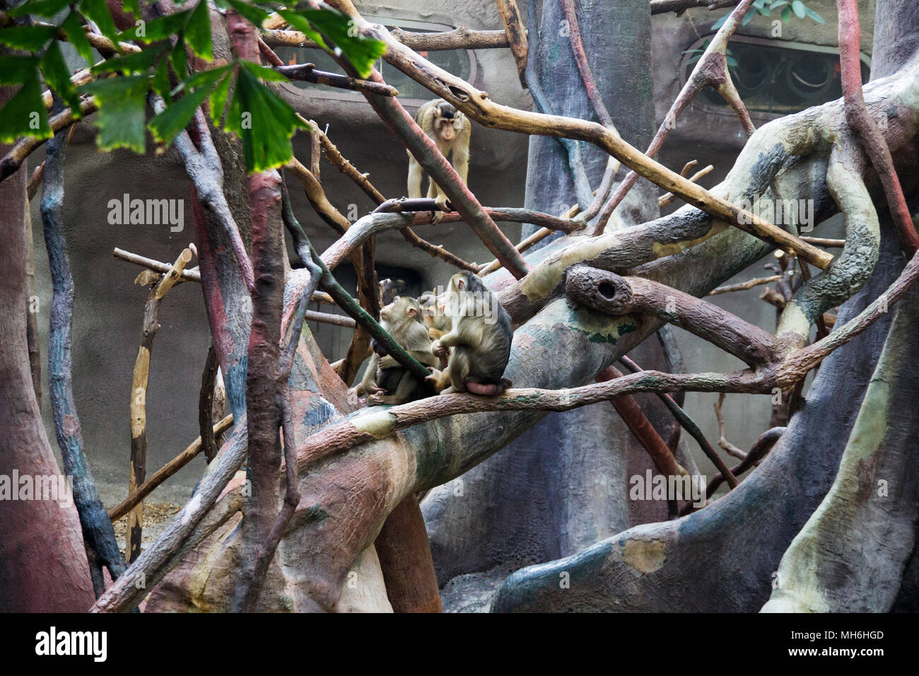 Monkeymother hi-res stock photography and images - Alamy