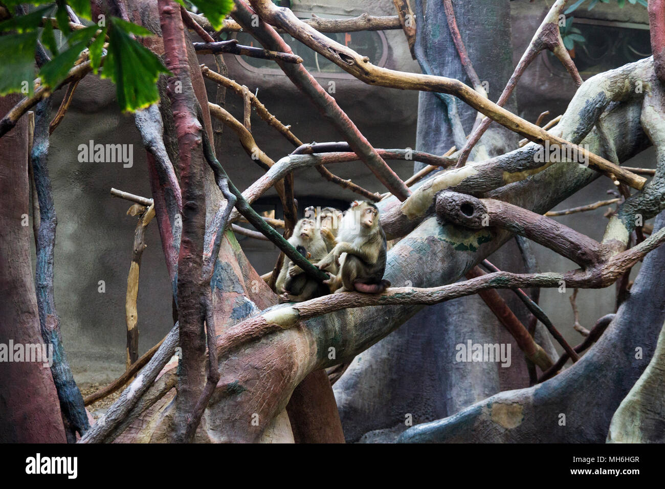 Group of monkey in zoo sitting on a tree and playing Stock Photo - Alamy