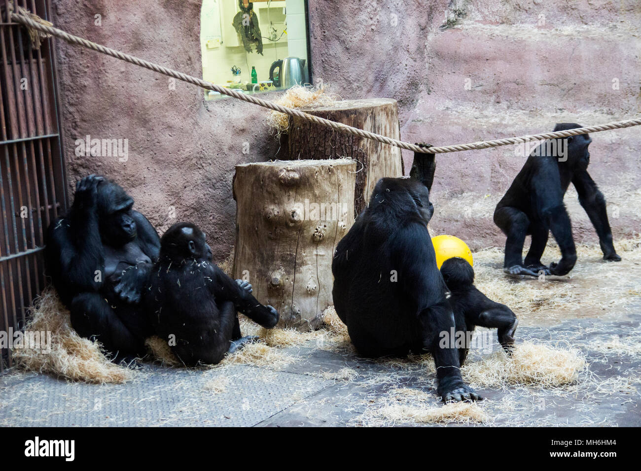 Portrait relaxing mountain gorilla hi-res stock photography and images ...